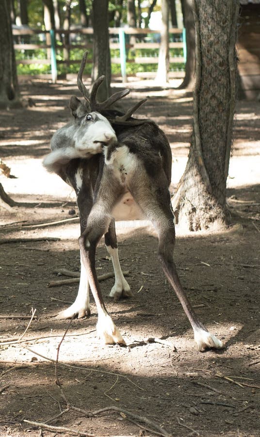 A Funny Deer Bites Its Own Tail. Horned Animals Stock Photo - Image of ...