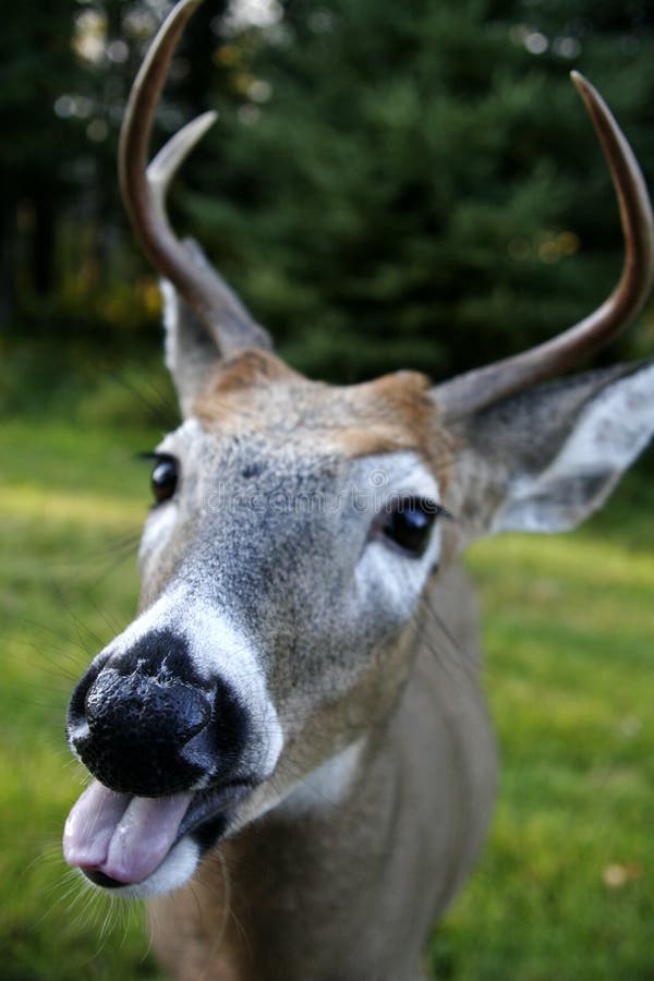 19,353 Deer Face Stock Photos - Free & Royalty-Free Stock Photos from ...