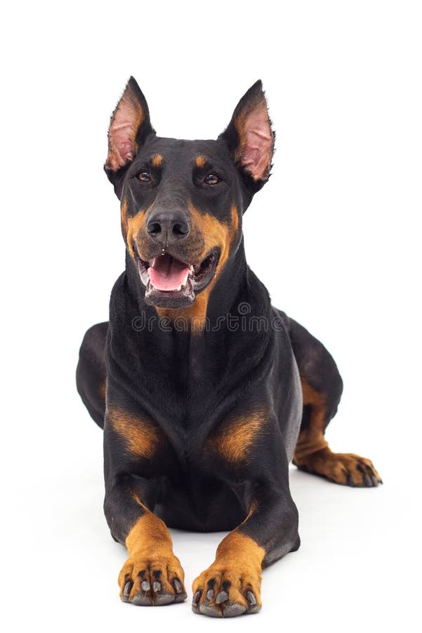 Doberman dog lie stock photo. Image of obedient, portrait - 238036534