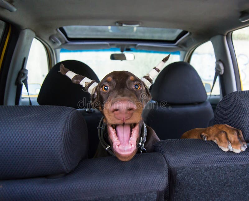 Funny Doberman Puppy Sitting in a Car and Barks Stock Image - Image of ...
