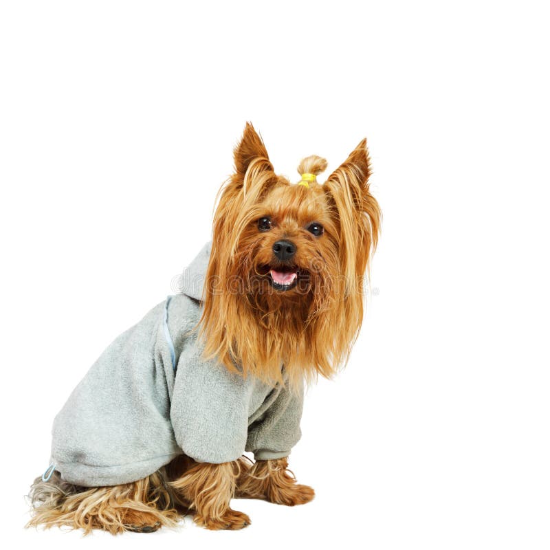 Rascal the Dog stock photo. Image of pink, domestic, pedigree - 17594130