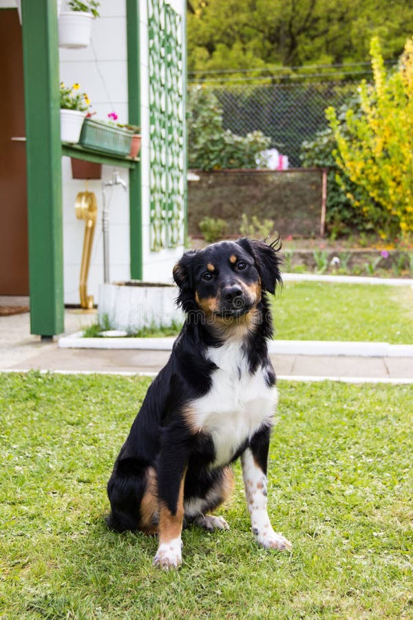 Funny Dog Animal Outside Park Stock Photo - Image of green, young: 50104556