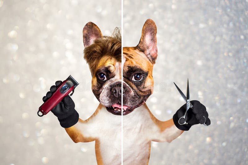 Funny Dog Barber Groomer Ginger French Bulldog Hold Scissors and ... Funny Dog Barber Groomer Ginger French Bulldog Hold Scissors and ...