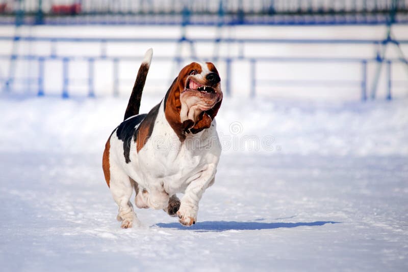 Funny dog basset hound stock photo. Image of cute, running - 26341354