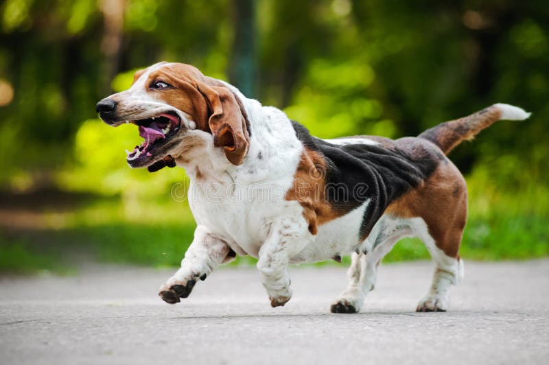 Can A Basset Hound Run A Dog Agility Course