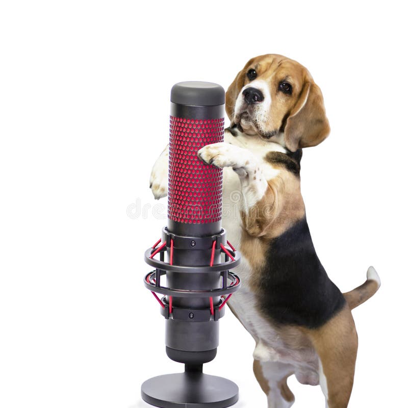 Beagle Singer Stock Photos - Free & Royalty-Free Stock Photos from ...