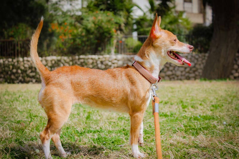 Funny dog stock photo. Image of olive, place, three, spring - 75740628