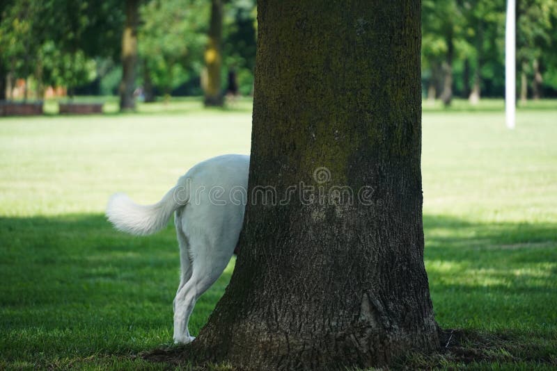 Funny dog stock photo. Image of tree, outdoors, funny - 187338692