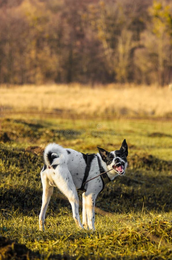 Funny Dog Bites a Stick with a Funny Expression Muzzle, Basenji in the ...