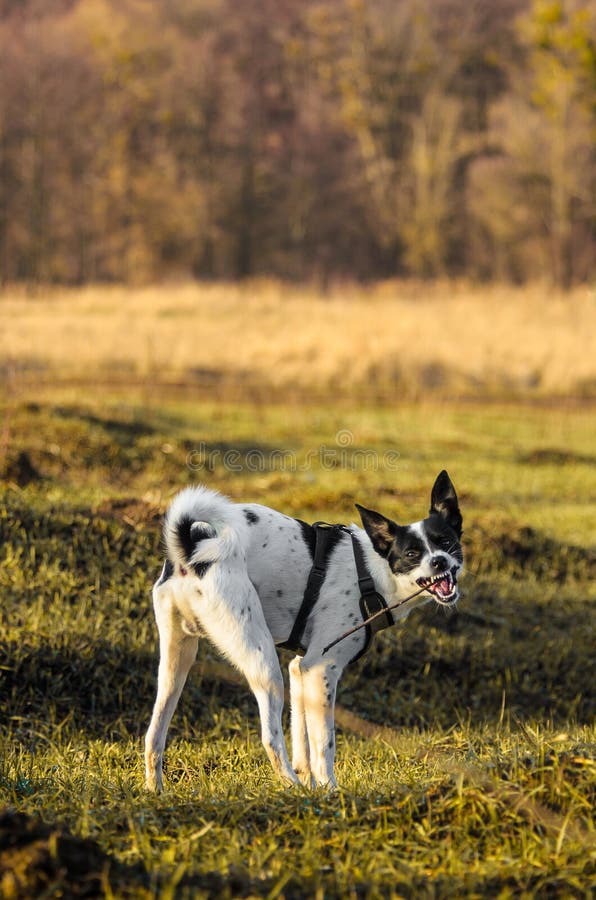 Funny Dog Bites a Stick with a Funny Expression Muzzle, Basenji in the ...