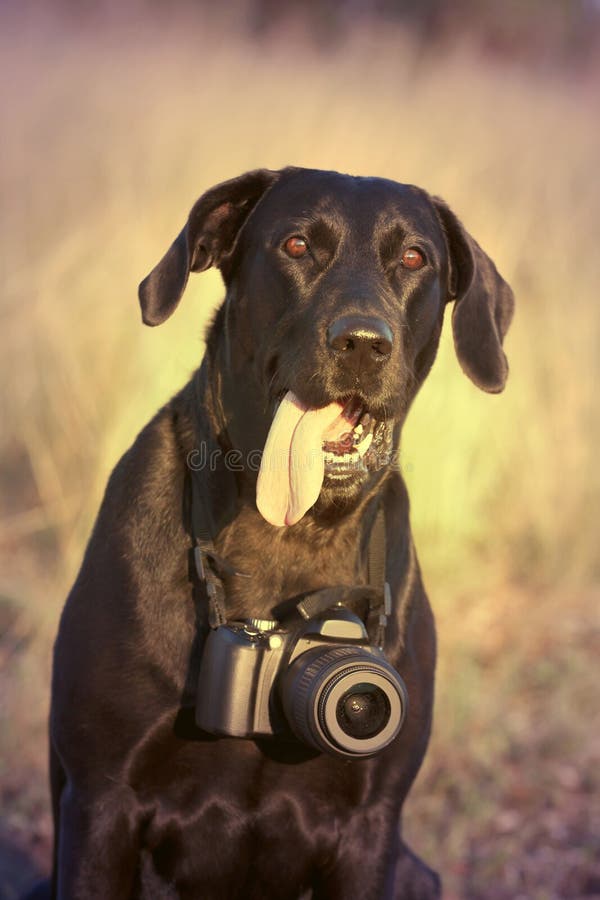 Funny dog stock image. Image of looking, black, funny - 60363899