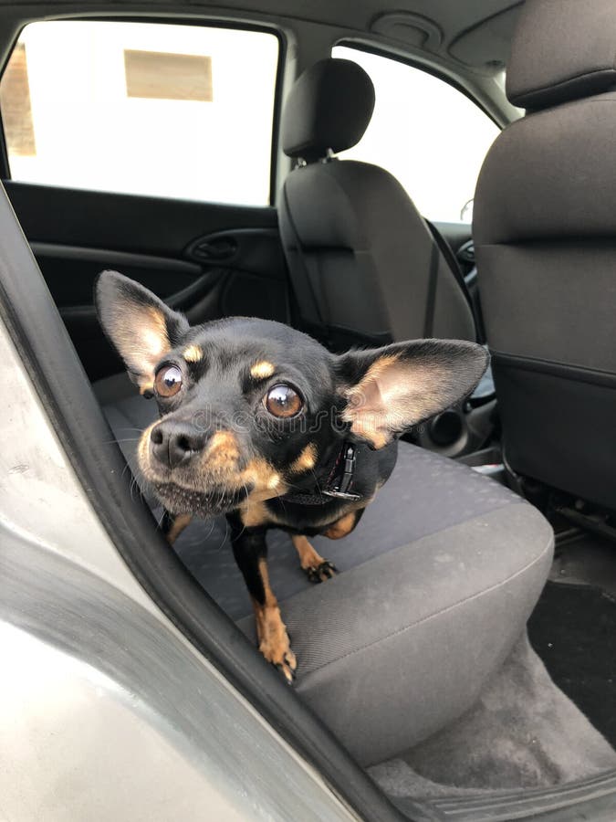 Funny dog in car stock photo. Image of sniffing, care - 113629896