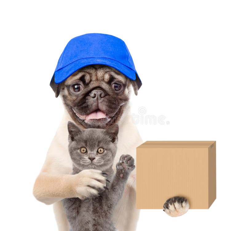 184 Dog Delivering Package Stock Photos - Free & Royalty-Free Stock ...