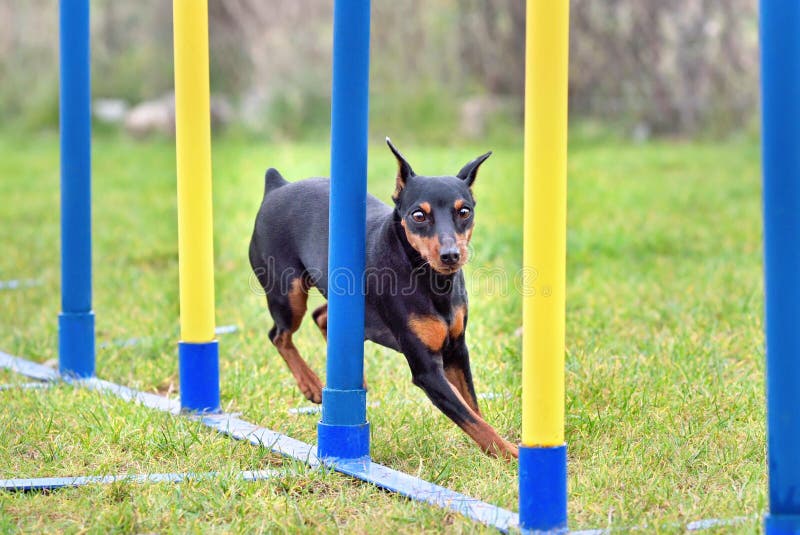 Funny Dog Doing Slalom in Agility Stock Photo - Image of slalom, animal ...