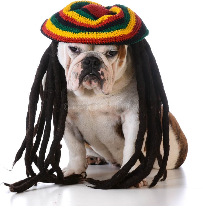 Rasta Wig Stock Photos - Free & Royalty-Free Stock Photos from Dreamstime