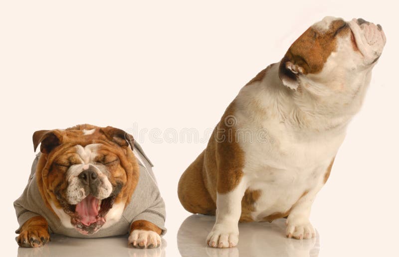Funny dog fight stock photo. Image of card, bully, disagreement - 7454174