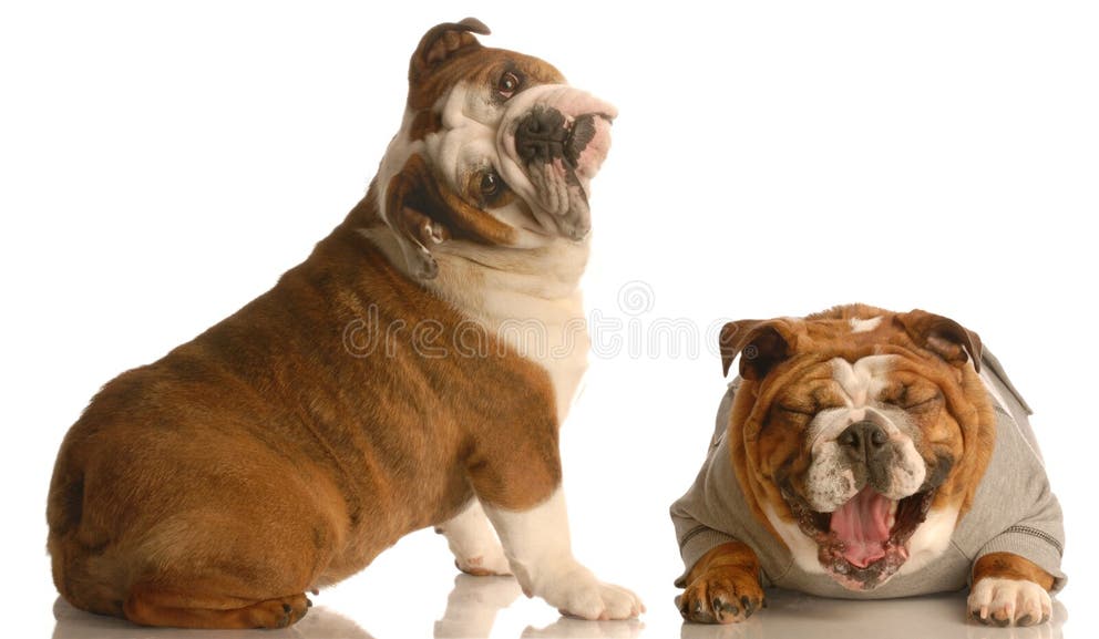 Funny dog fight stock photo. Image of confrontation, commitment - 7541486