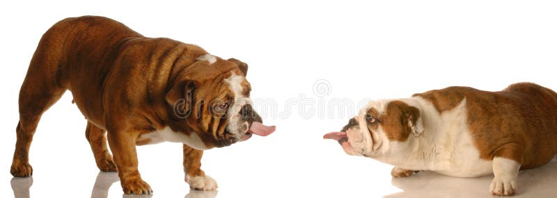 Funny dog fight stock photo. Image of conflict, angry - 7642186