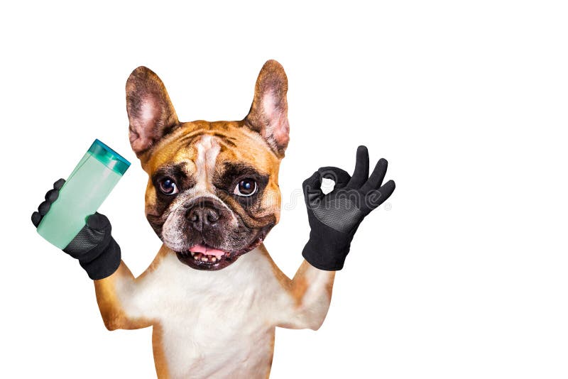 Funny Dog Ginger French Bulldog Barber Groomer Hold Shampoo. Man ... Funny Dog Ginger French Bulldog Barber Groomer Hold Shampoo. Man ...