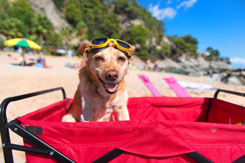Funny Dog with Goggles at Beach Stock Photo - Image of holidays, cross ...
