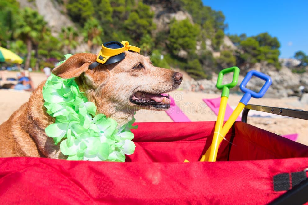 Funny Dog with Goggles at Beach Stock Image - Image of diving, animal ...