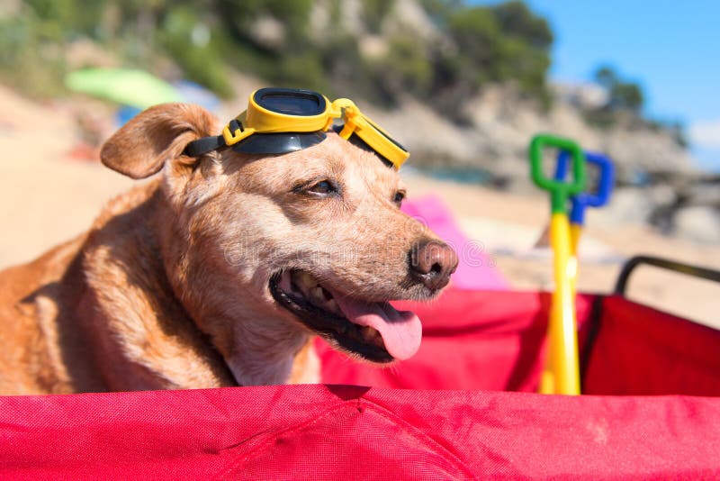 Funny Dog with Goggles at Beach Stock Image - Image of animal, brown ...