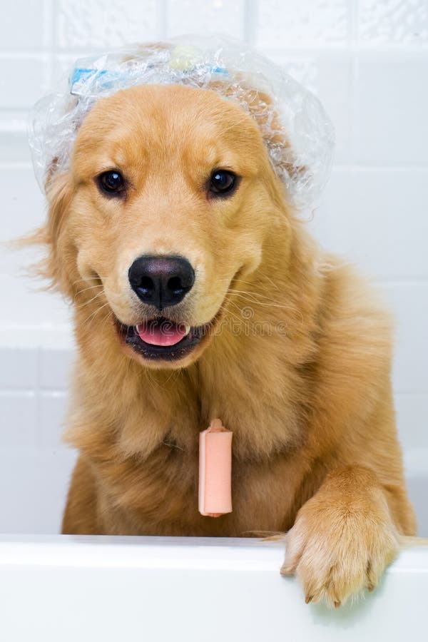 493 Dog Shower Cap Stock Photos - Free & Royalty-Free Stock Photos from ...