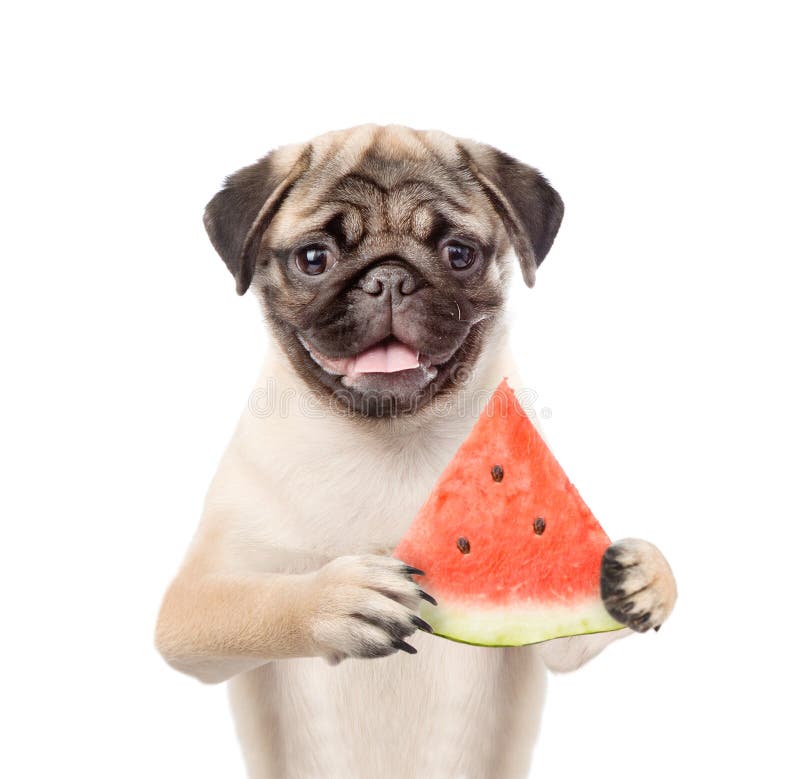 Funny Dog Holding a Watermelon in His Paws Stock Photo - Image of ...
