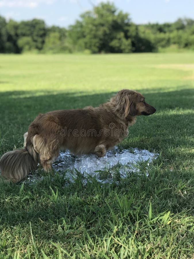 Dog in ice stock image. Image of laying, funny - 121905683