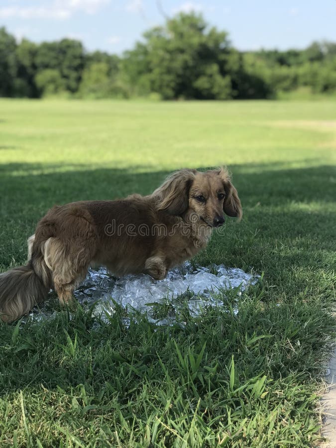 Dog in ice stock photo. Image of funny - 121905722