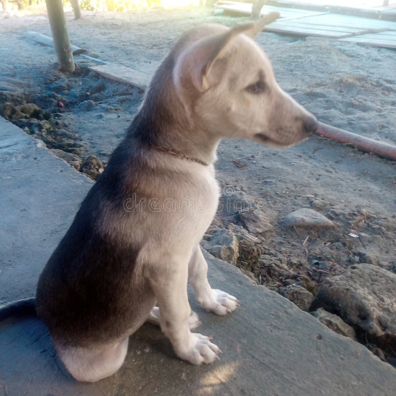 Funny dog look something stock image. Image of outside - 263650561