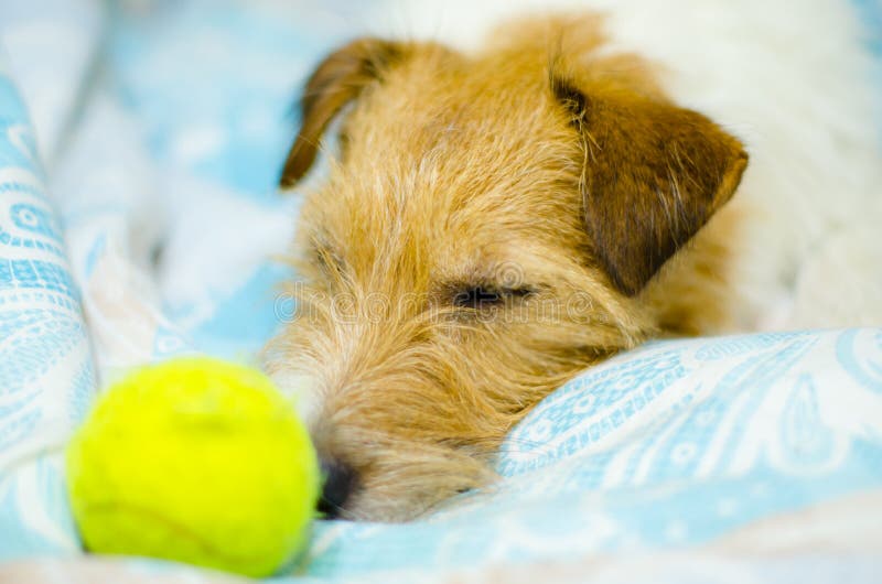 Funny Dog Lying in Bed. Jack Russell Terrier Cute Faces Stock Photo ...