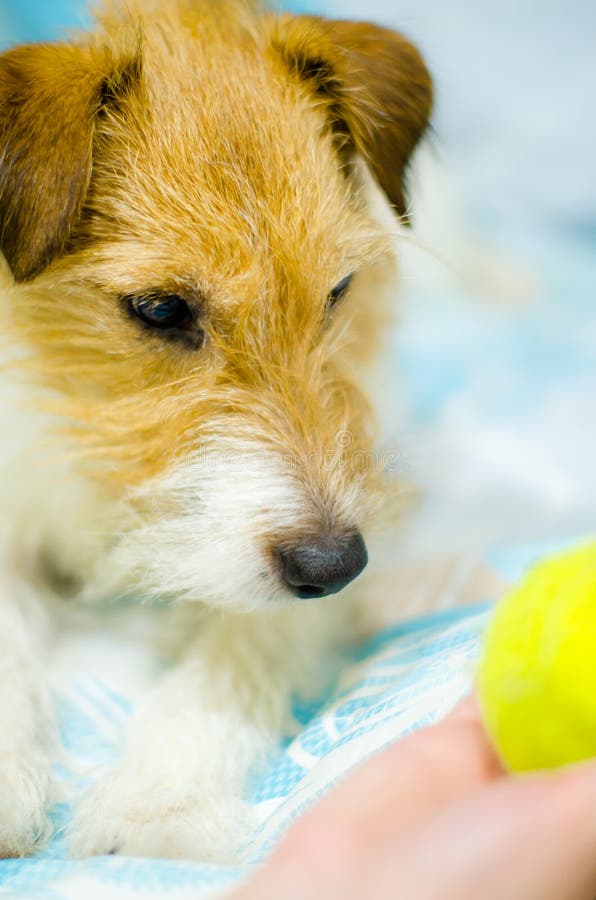 Funny Dog Lying in Bed. Jack Russell Terrier Cute Faces Stock Image ...