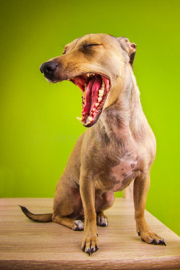 Funny Dog with Open Mouth. Funny Animals Theme Stock Photo - Image of ...