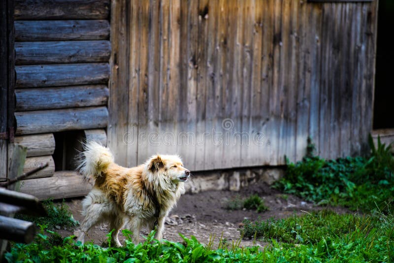 Funny dog outdoor stock image. Image of beautiful, ears - 153461075