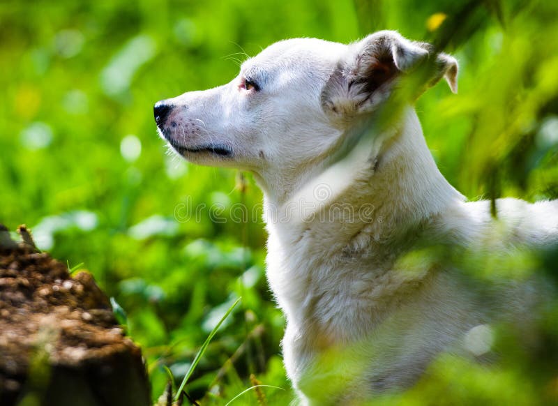 Funny dog outdoor stock image. Image of beautiful, ears - 153461075