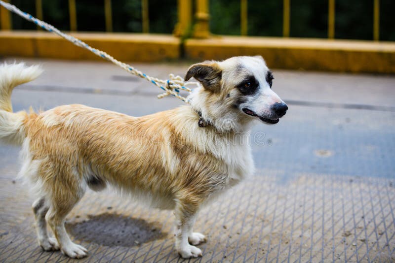 Funny dog outdoor stock image. Image of park, face, doggy - 153461245