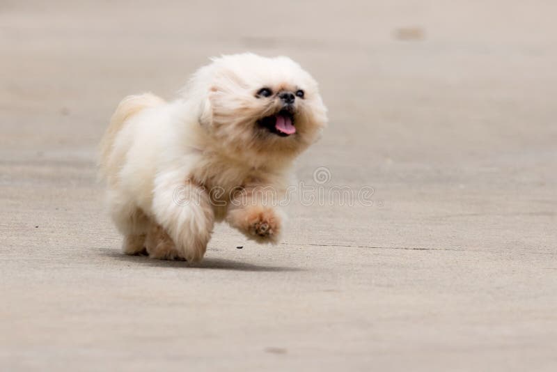 Funny Dog Playing And Running Stock Image - Image of running, road ...