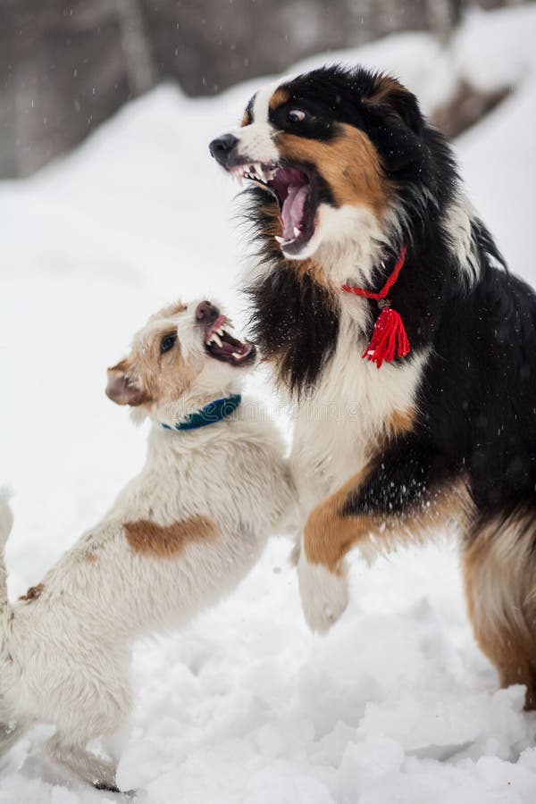 Funny Dog Playing in the Snow Stock Image - Image of comfortable ...