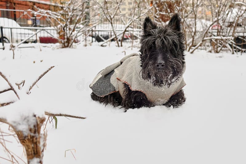 Funny Dog Poses for the Camera Stock Photo - Image of resting ...