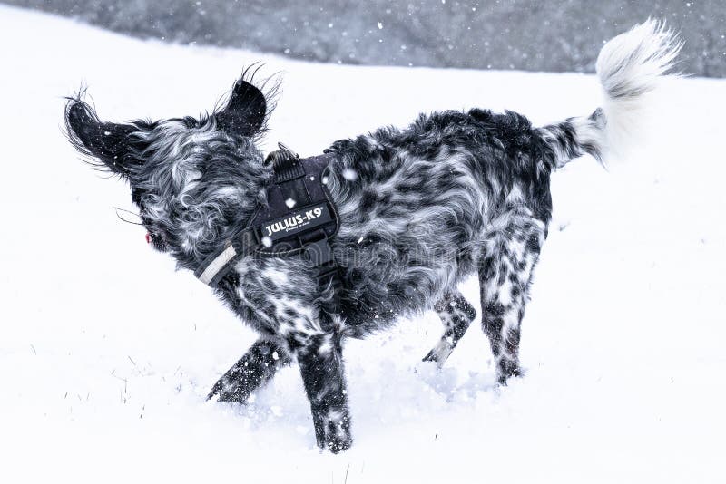 Funny Dog Running Fast in Bringing Stick Stock Image - Image of ...