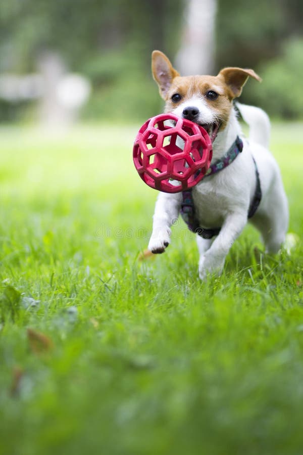 Funny Dog Running on the Green Grass with the Ball. Stock Photo - Image ...