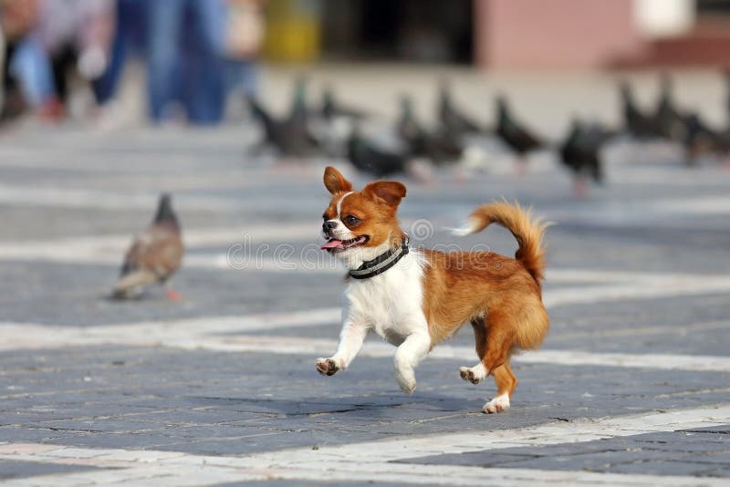 Funny dog running stock image. Image of dogs, motion - 68616453