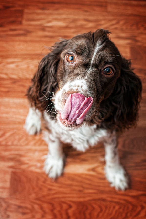 Funny springer spaniel dog stock photo. Image of isolated - 18239280