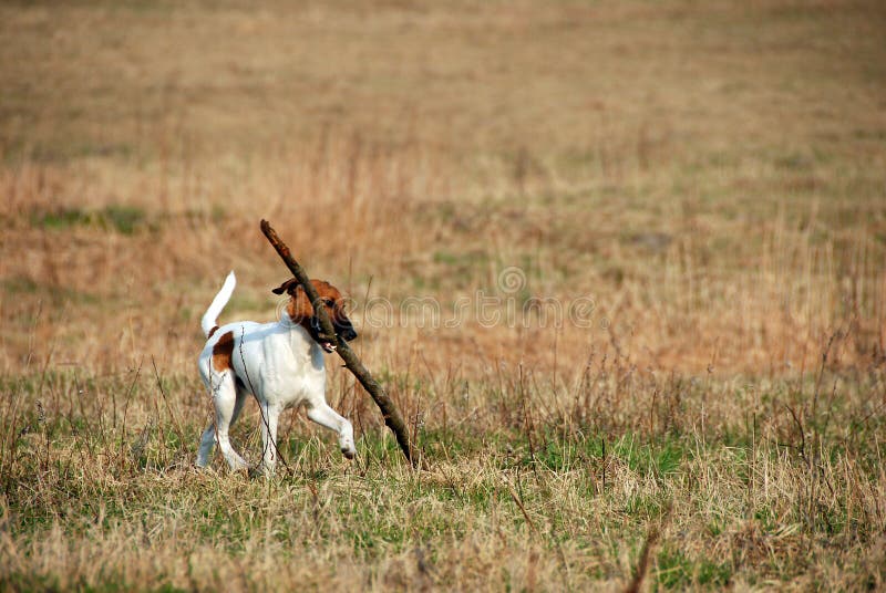 Funny dog with stick stock image. Image of stick, friendly - 20413595