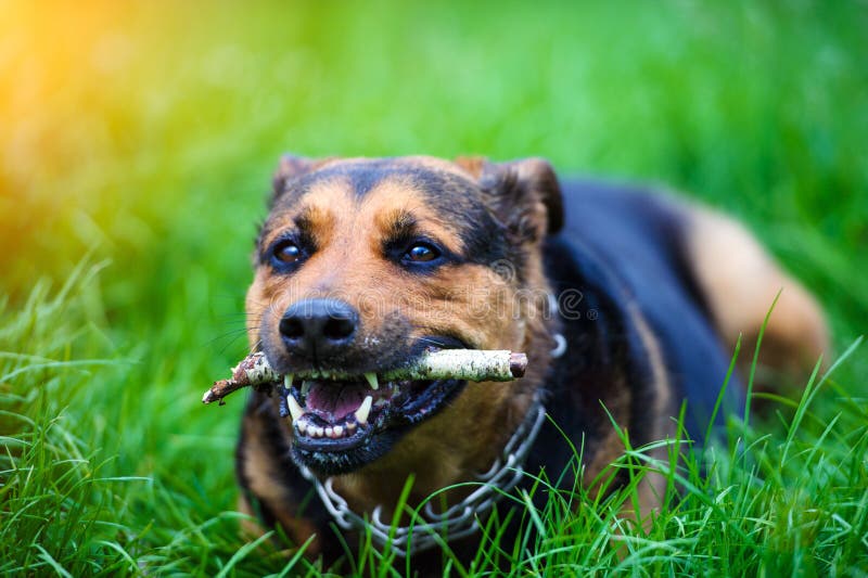 Funny Dog with a Stick in the Teeth Stock Photo - Image of pedigree ...