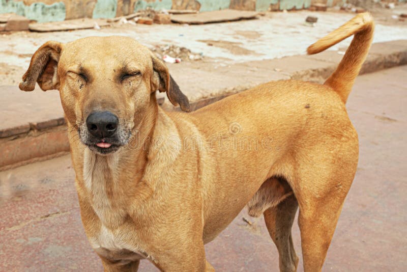 Funny Dog on the Streets of Old Delhi Stock Photo - Image of white ...