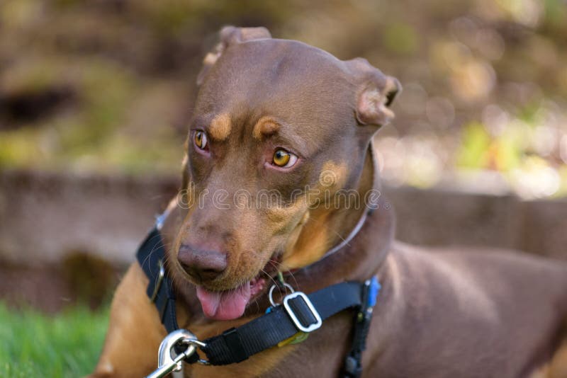 Dog Quizzical Expression Stock Photos - Free & Royalty-Free Stock ...