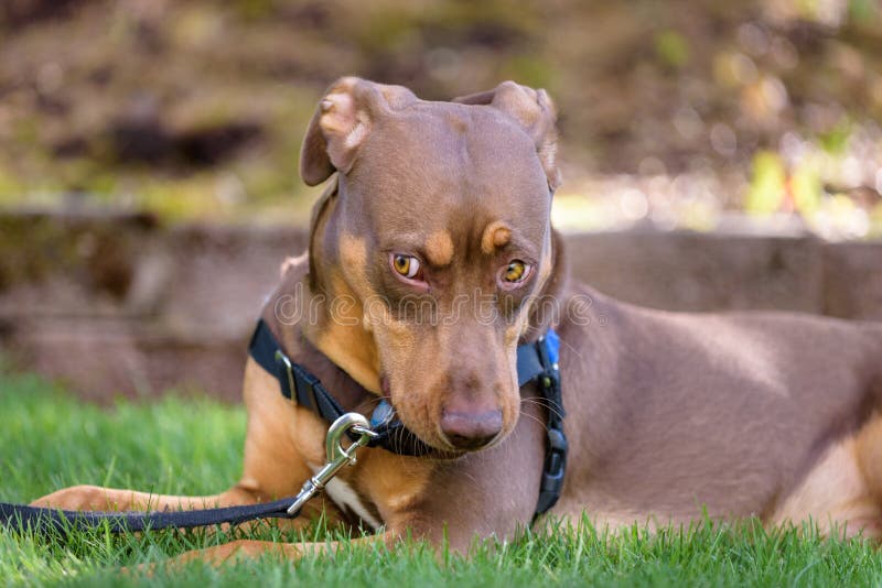 Funny dog stock photo. Image of canine, tone, leash, space - 94950374