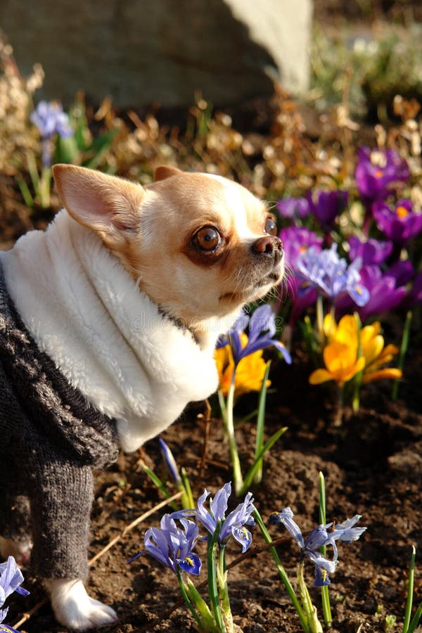 Cheerful Dog in the Colors of the Spring Day Stock Photo - Image of ...